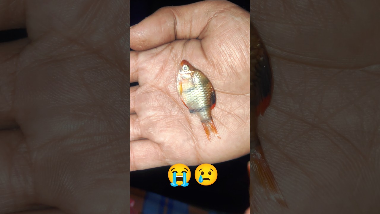 Bacche Mari Hui machli leke aaye (tiger Barb ) 🐠🐟😭😢 #fish # ...