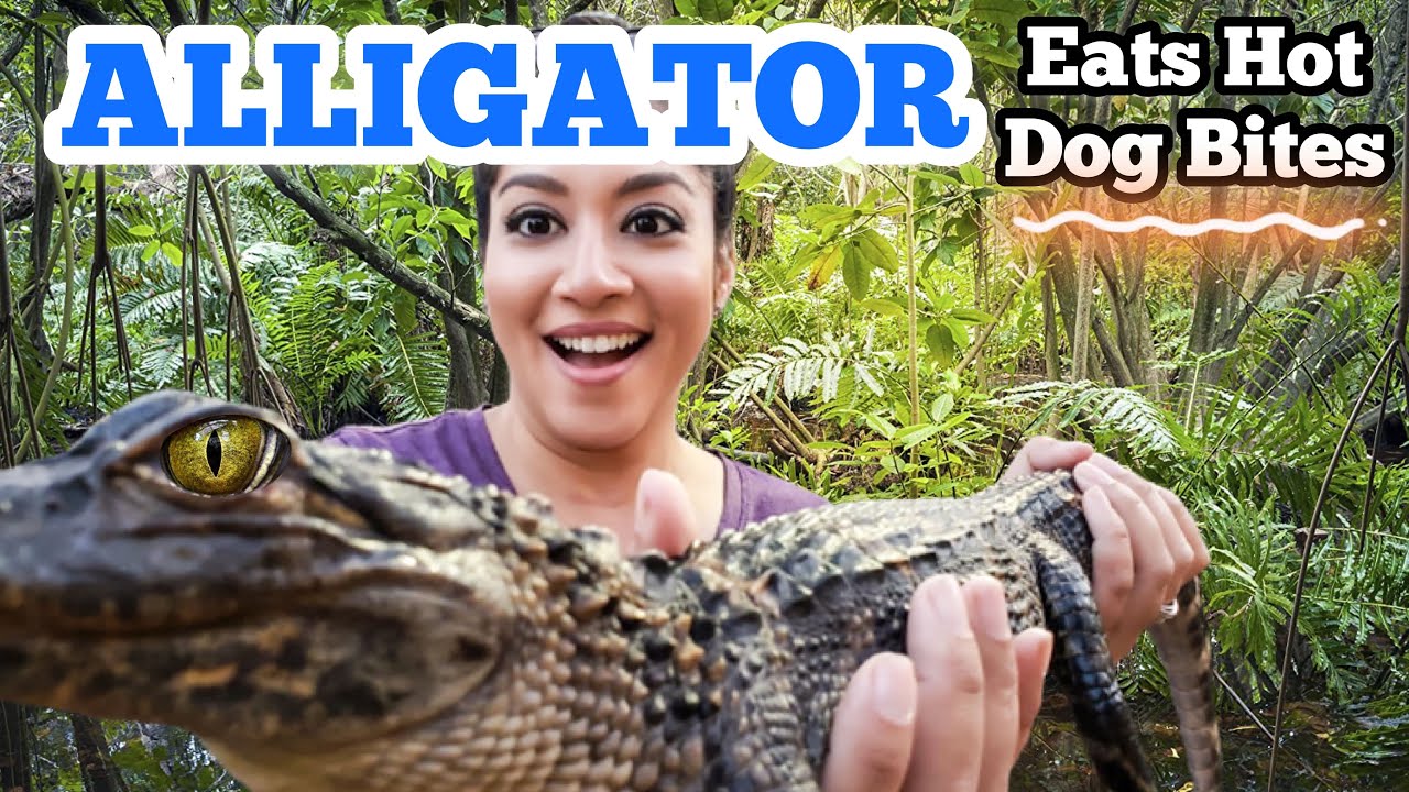 ALLIGATOR EATS Hot DOG Cubes / Feeding Florida Alligators Swamp People ...