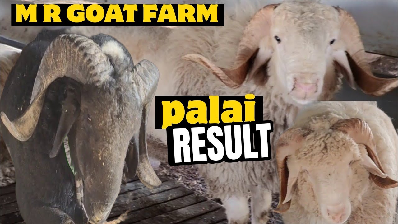 quality Vilayati sheeps available at M R GOAT FARM Qurbani goats ...