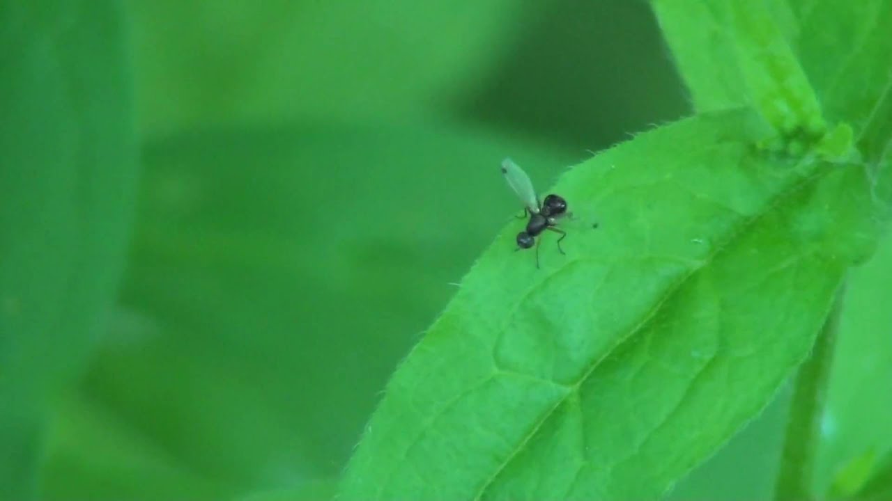 Black Scavenger Fly (Sepsidae) Wing-waving - YouTube