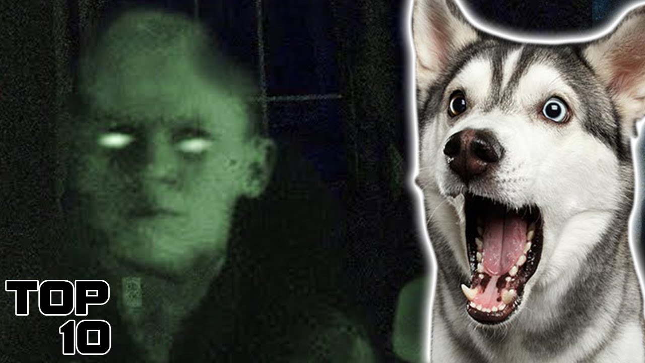 Top 10 Scary Pets That Sensed The Paranormal - YouTube