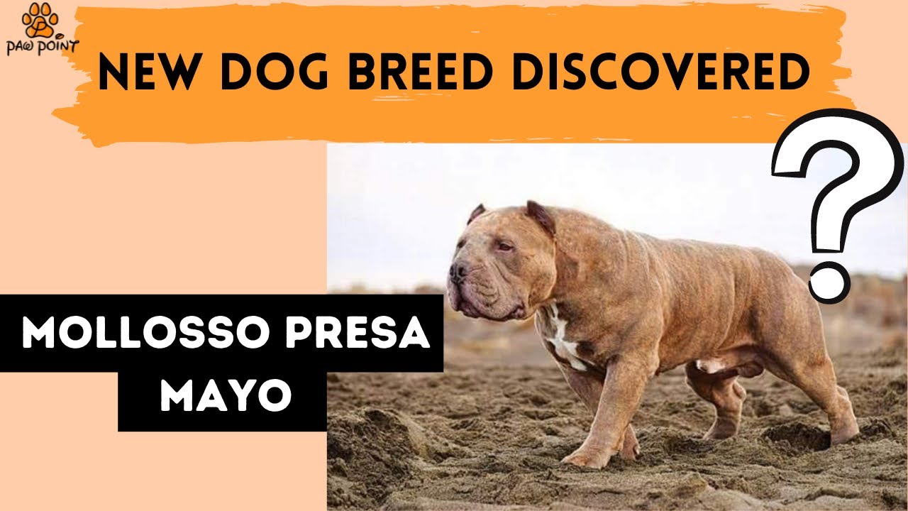 New dog breed discovered - Next big thing? - YouTube