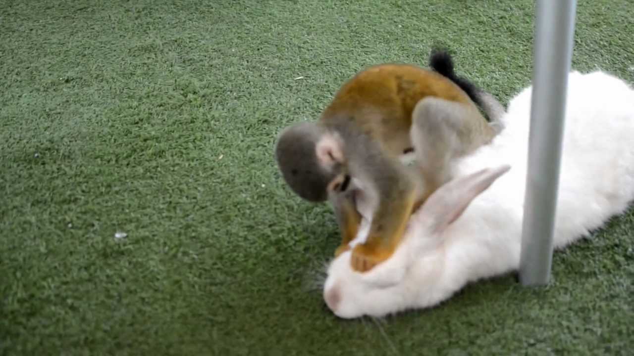 Juvenile Squirrel Monkey & Rabbit. Молодая обезьяна и кролик (1771sp ...