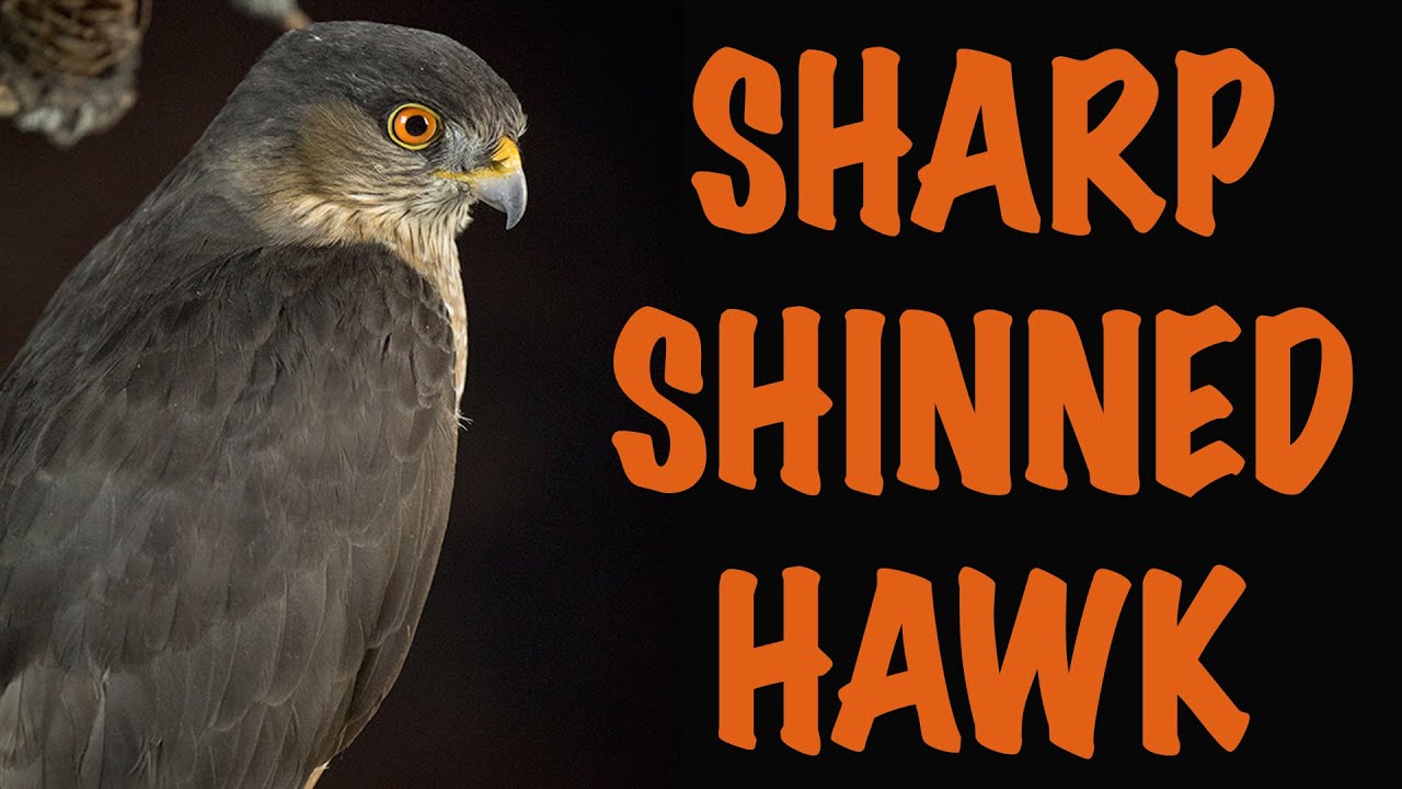 Smallest Hawk in North America , 2 of 2. - YouTube