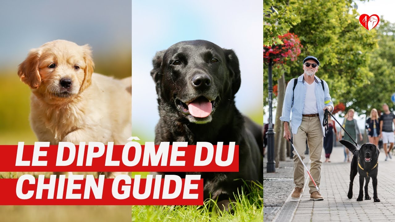 Le diplôme du Chien guide d'aveugle (FFAC) - YouTube