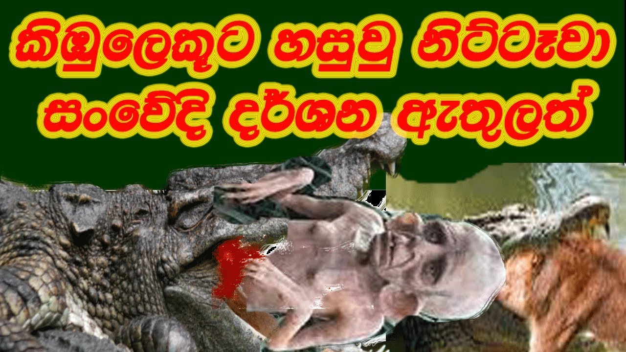 කිඹුලෙකුට හසුවූ නිට්ටැවා -Crocodile caught Nittawa - YouTube
