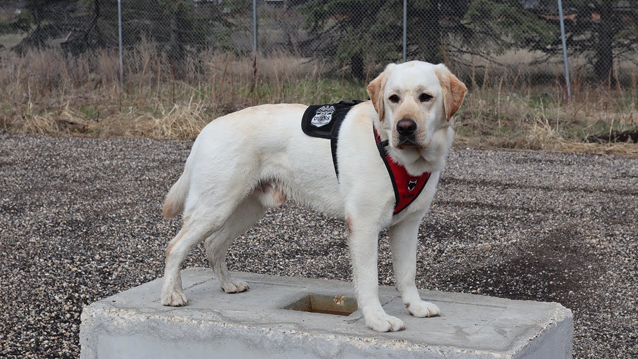 Accelerant Detection K9 - YouTube