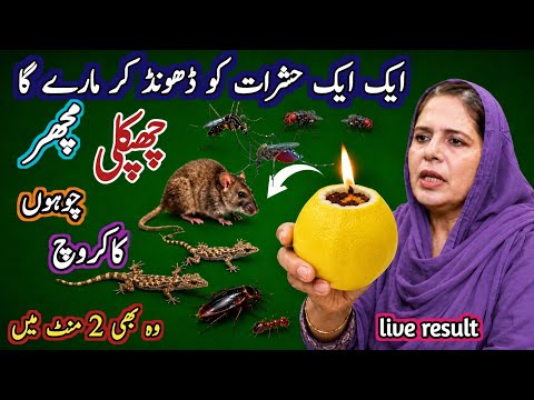 This magical remedy get rid of lizard 🦎 cockroach rats in just one night/best insect killer remedy