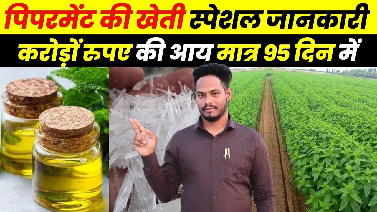 Mentha ki kheti kaise karen | पिपरमिंट की खेती करने का सबसे आसान तरीका ...