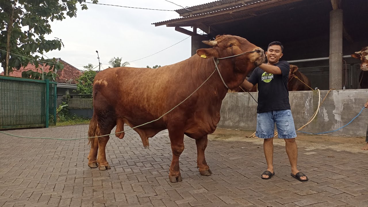 Sadewo penghuni terlama di enzo farm || Sapi Jumbo - YouTube