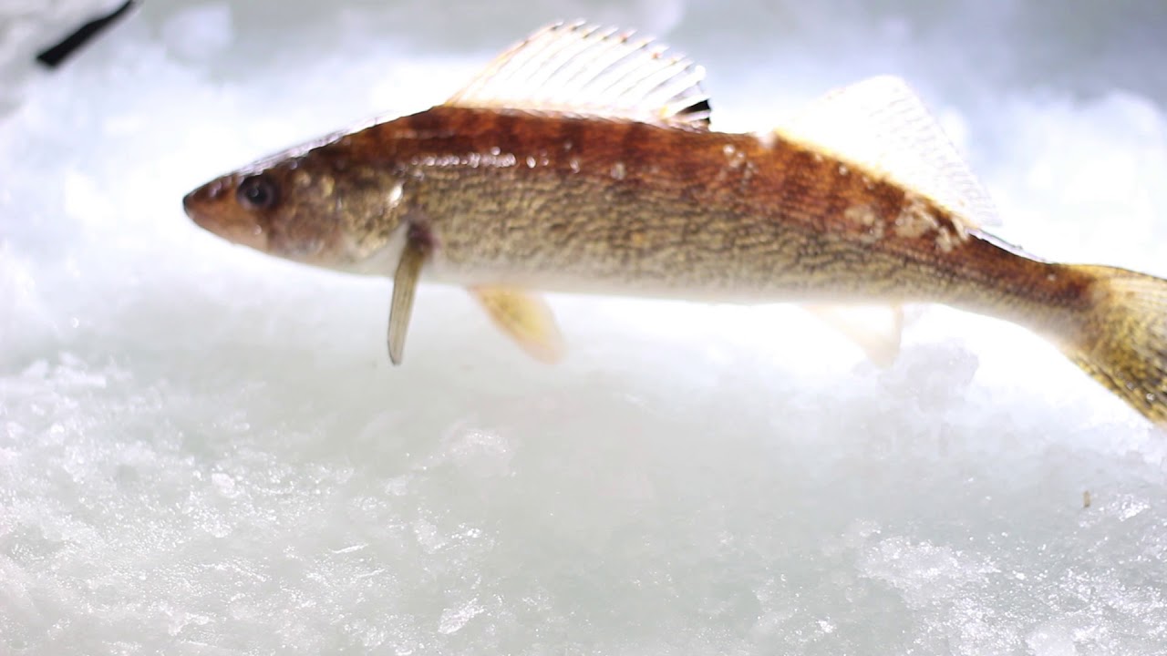 Nebraska ice fishing - YouTube