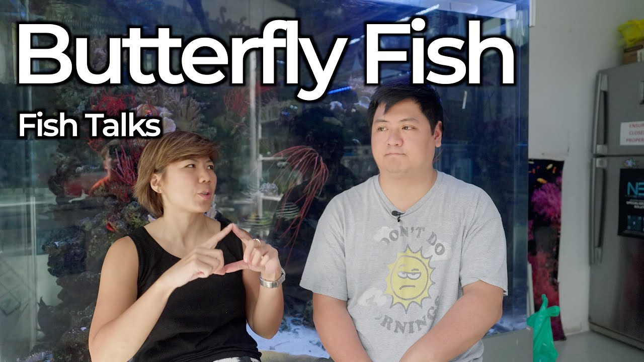 Fish Focus Fridays! Burgess' Butterflyfish; Chaetodon burgessi ...