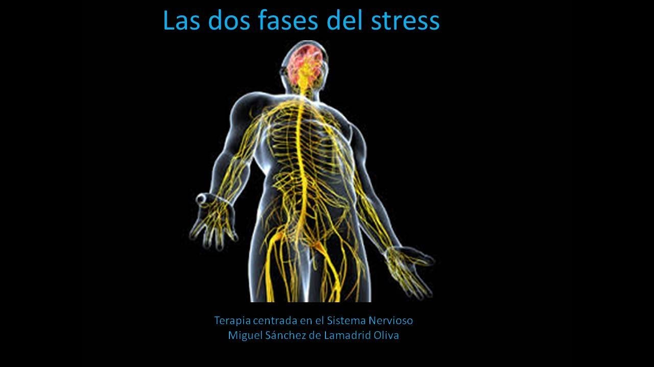 Las dos fases del estrés - YouTube