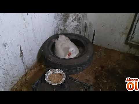 GURK KAZIN ALTINA TAVUK YUMURTASI KONUR MU?,