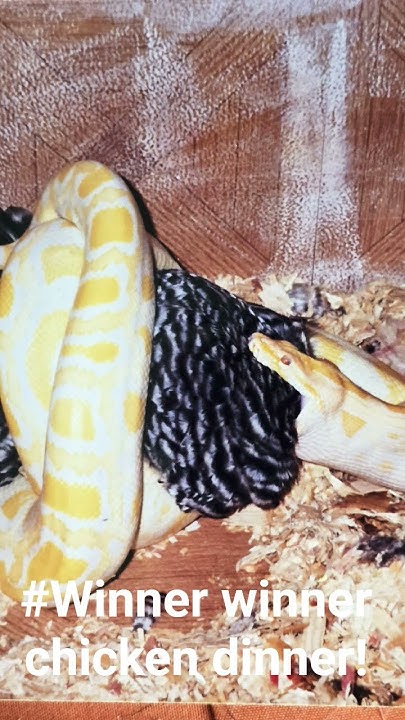 # BURMESE PYTHON! - YouTube