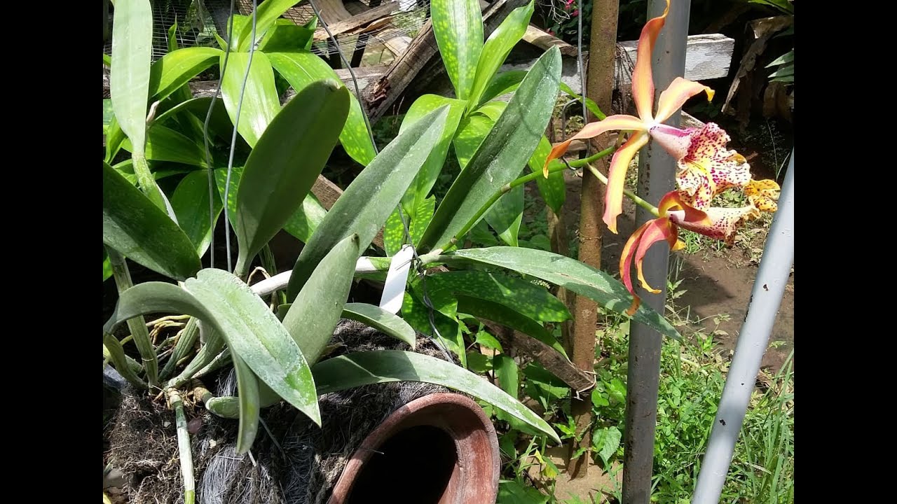 Unique way - Unusual way to Grow Orchid - Recchara frances fox ...