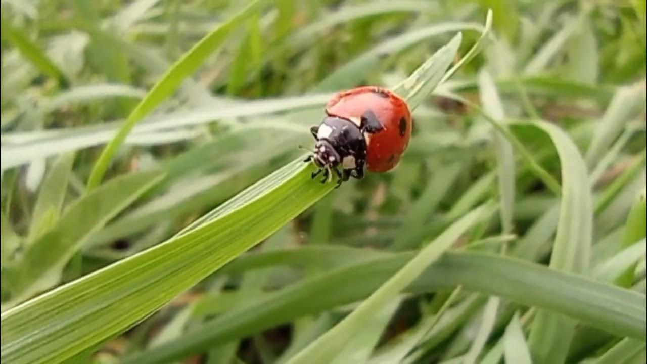 Божьи коровки - YouTube