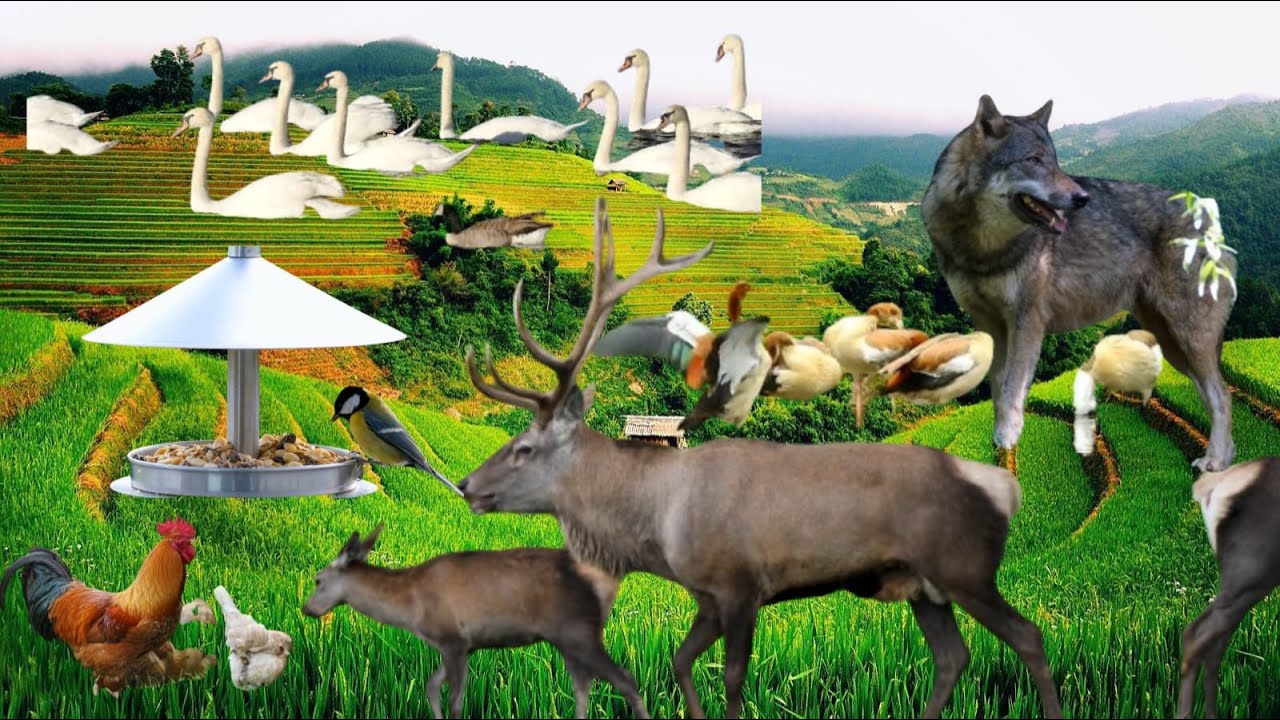 Do you have this animal at home? let's collect these animals at home # ...