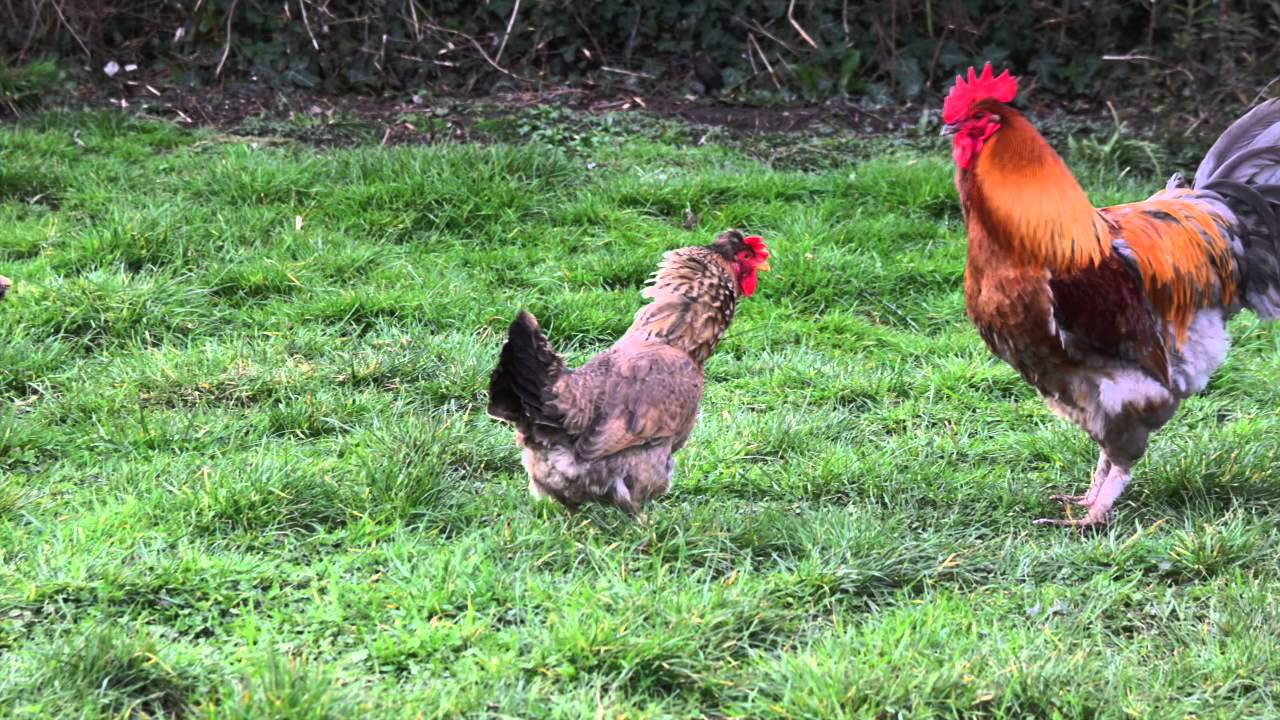Vorwerk Chickens - YouTube