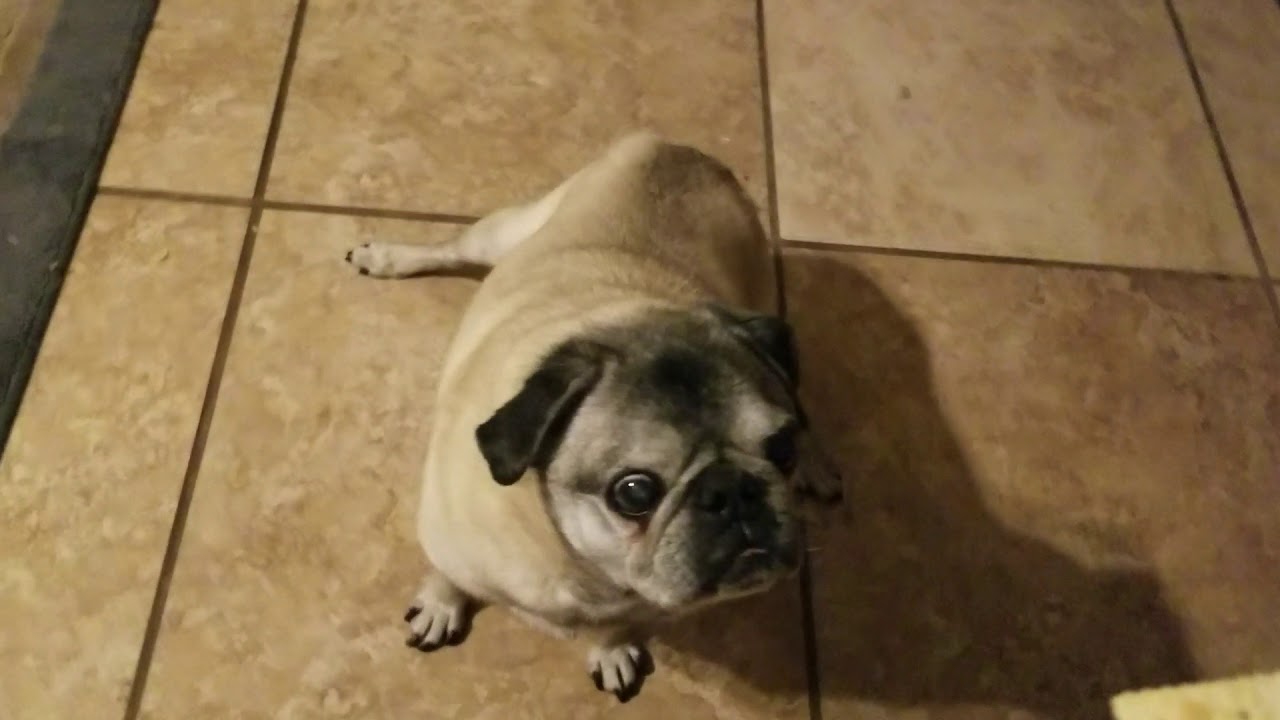 My Pug (Jasper) Hind Leg Ataxia Paralisis - YouTube