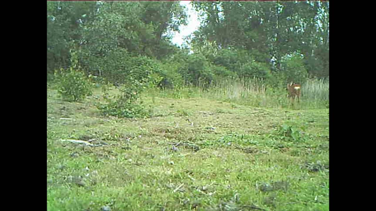 Surrey Roe Deer - at Rabbits - YouTube