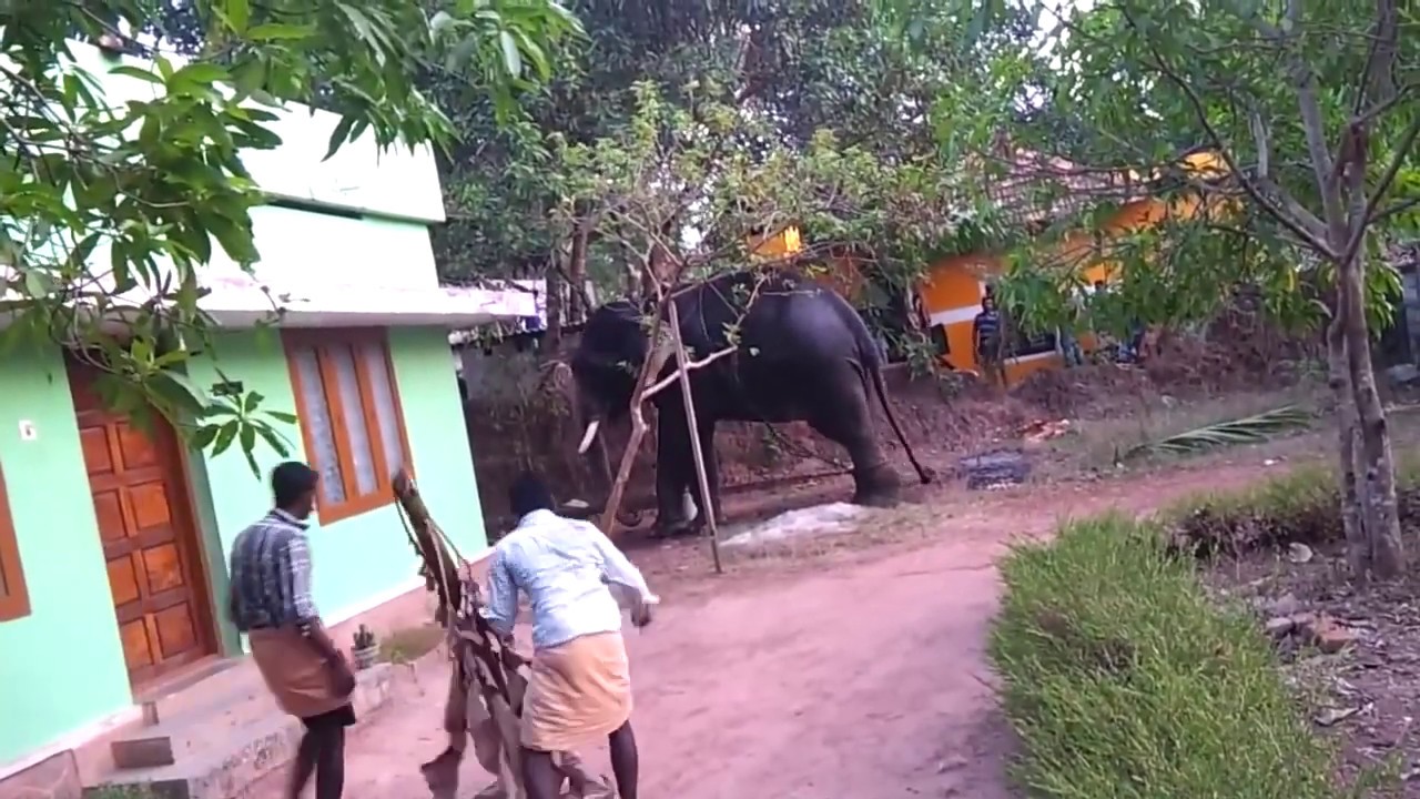 Elephant attacks..Attack#Elephant#Kerala#Dangerous#Human - YouTube