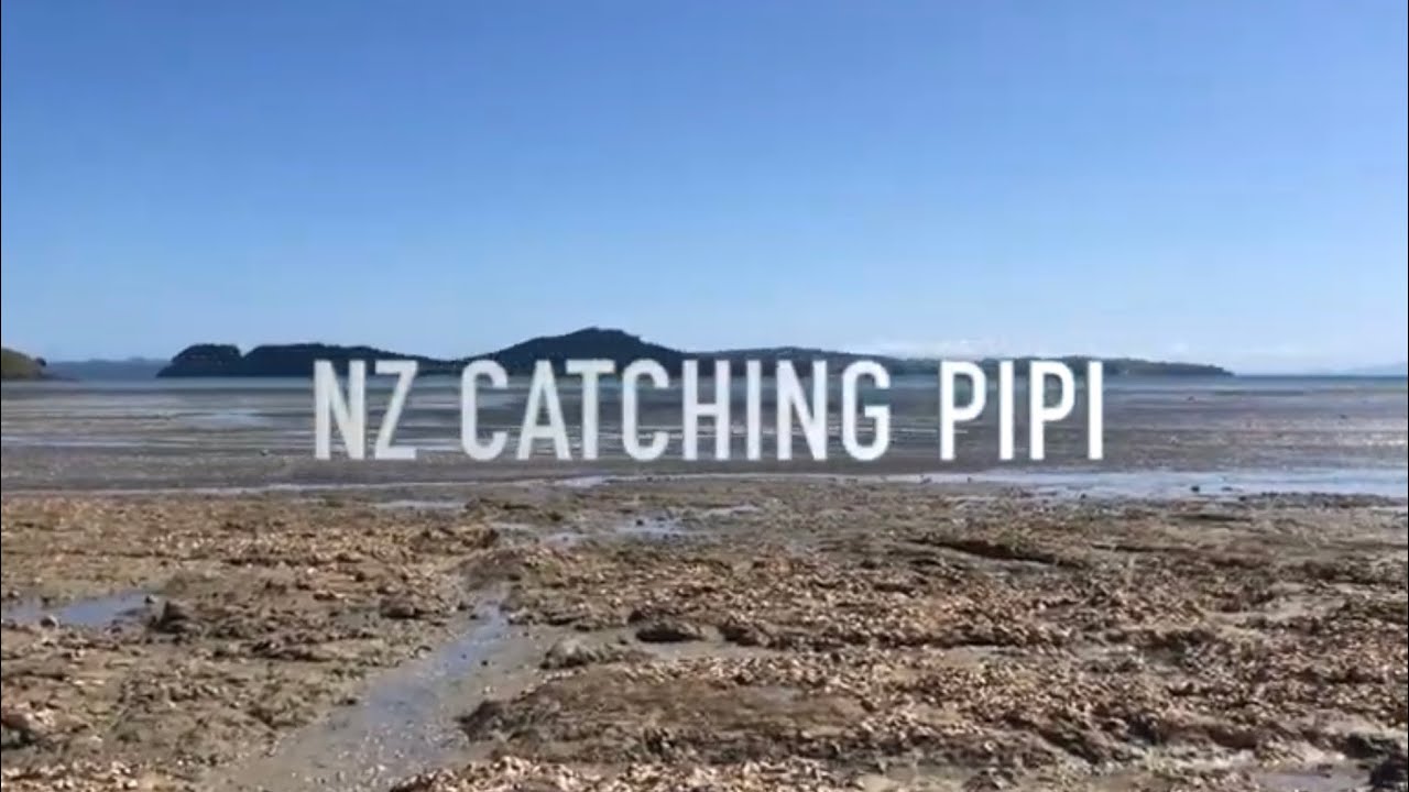 [NZ Catching Pipi] 紐西蘭抓蛤蜊🤤🤤 #紐西蘭 #奧克蘭 #auckland - YouTube