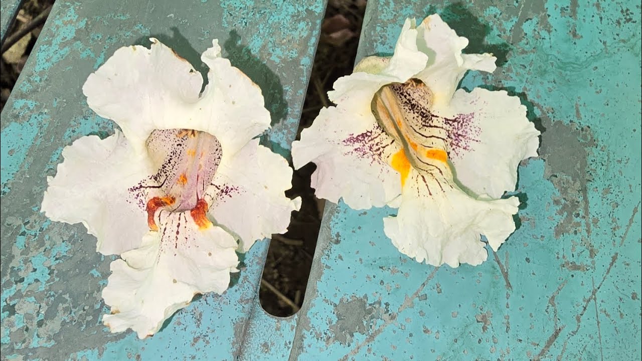 Flowering Catalpa tree aka: Toby Tree - YouTube