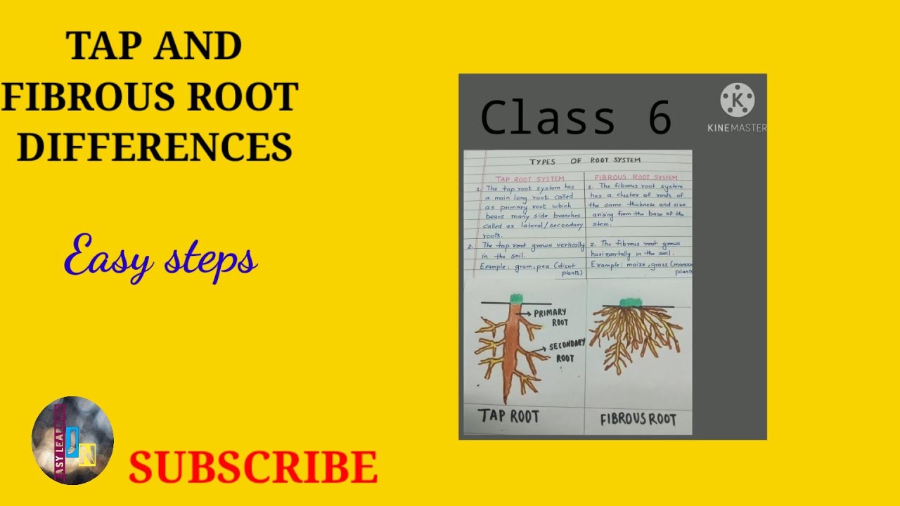 DIFFERENCES BETWEEN TAP ROOT AND FIBROUS ROOT SYSTEM - YouTube