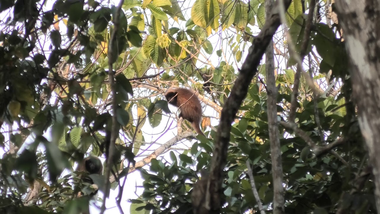 These Masked Titi Monkeys Made Me Work for a Decent Video, But I ...