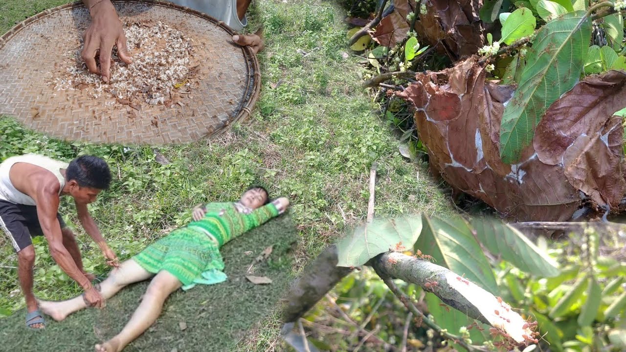 Primitive life, Red Ants hunt, life in village India #primitive # ...