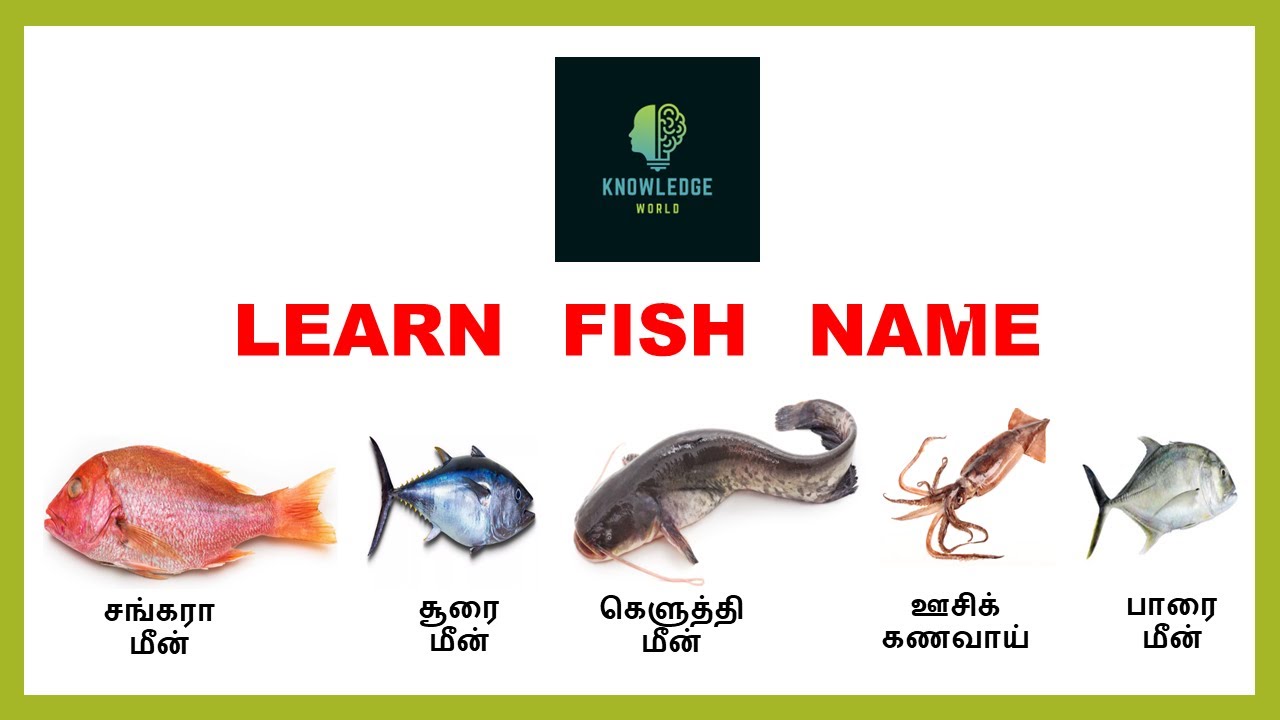 Learn Fish Name | Pre School | Fish Name | Kids and Toddlers ...