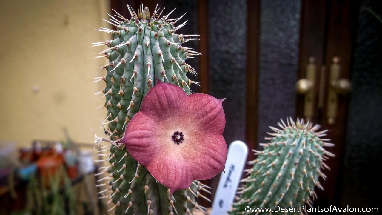 My Hoodia Succulent Plant in beautiful Flower - YouTube
