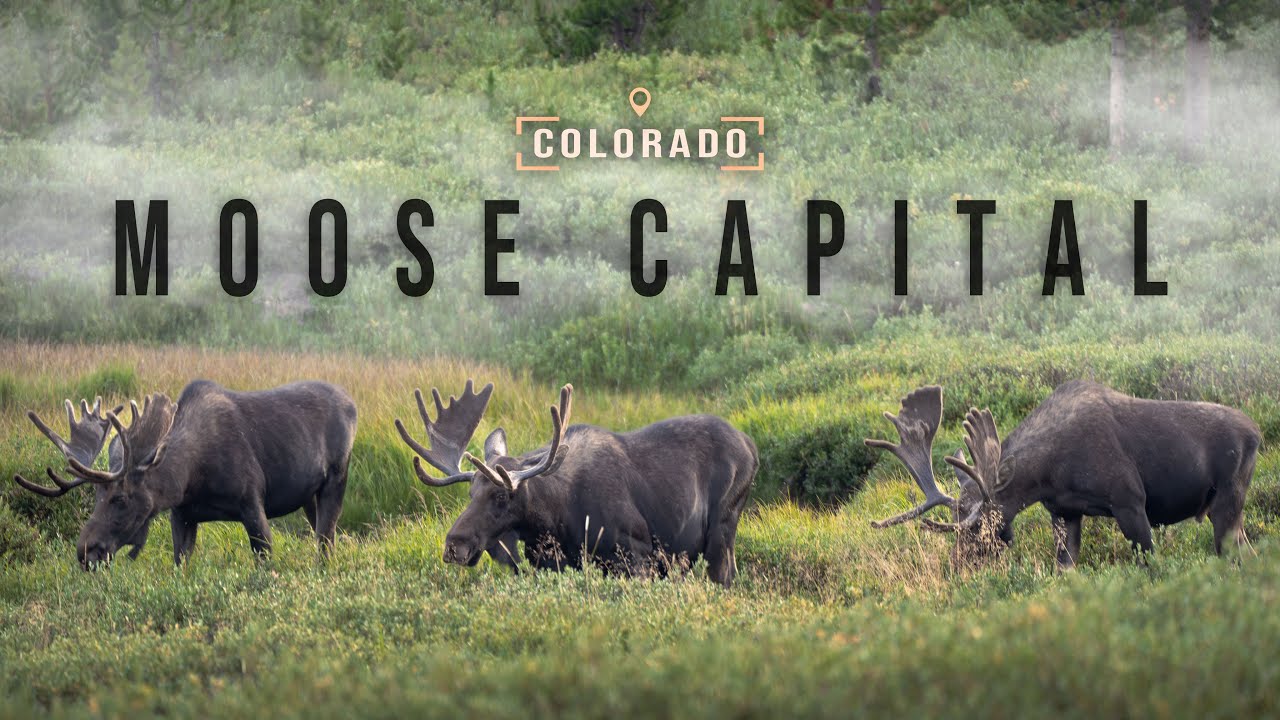 Backcountry Camping With Moose In Colorado Sony 100 400 G Master backcountry-camping-with-moose-in-colorado-sony-100-400-g-master