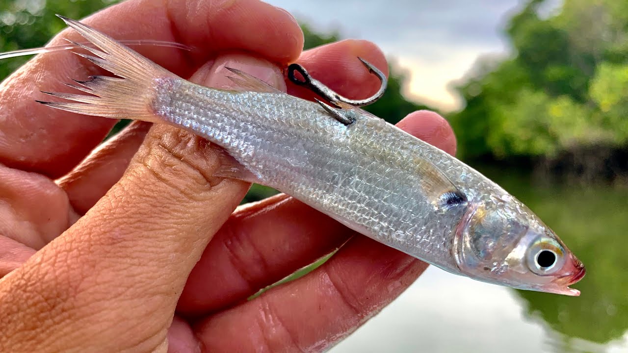 Pesca con LISA VIVA - YouTube