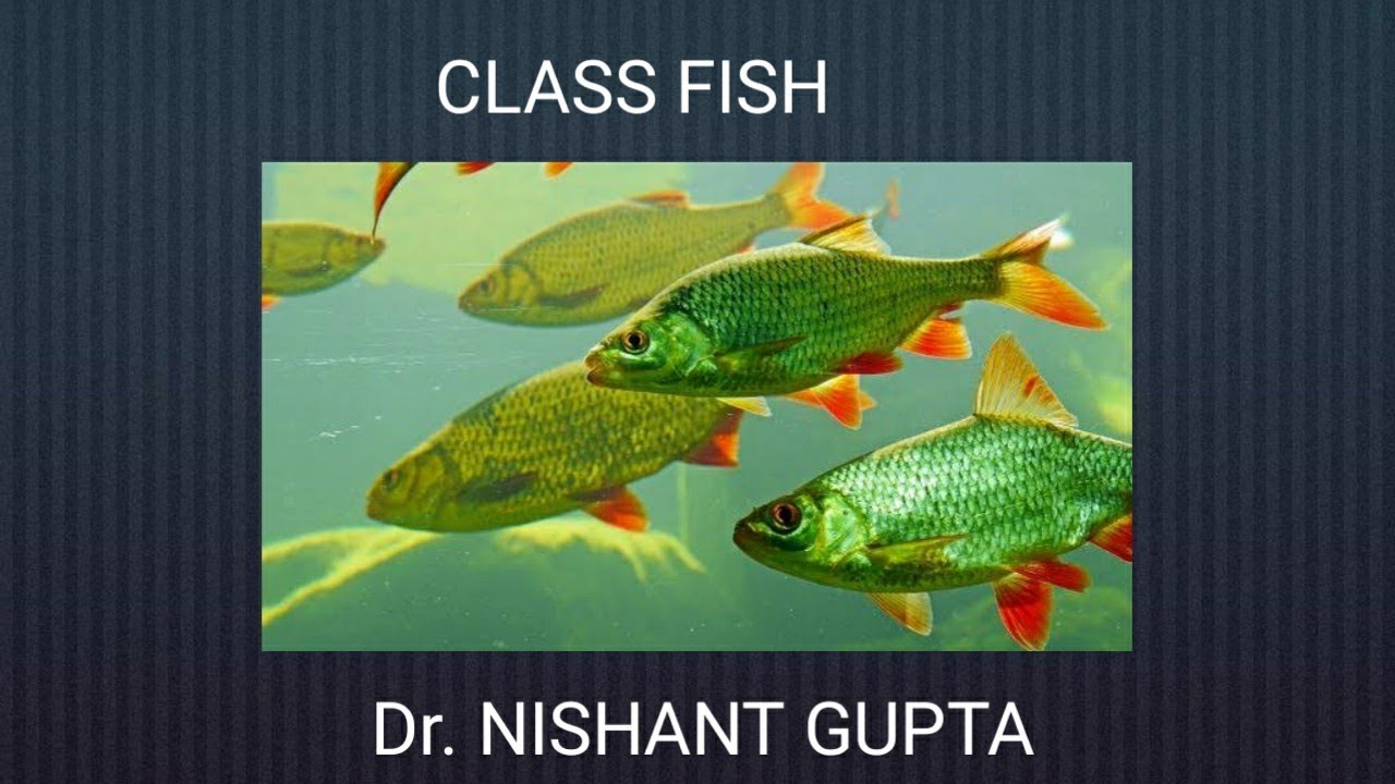 CLASS FISH by Dr. NISHANT GUPTA - YouTube