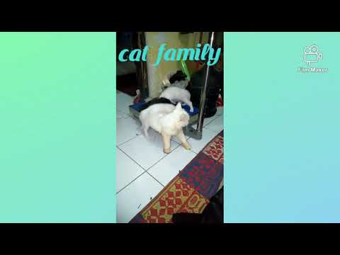 💕pengorbanan seekor ibu kucing dalam menyusui anak nya💕
