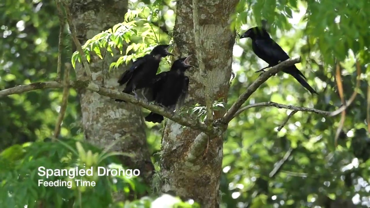 Spangled Drongos - YouTube