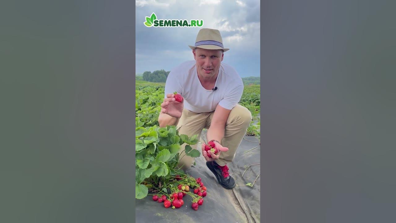 земляника Олимпия - YouTube