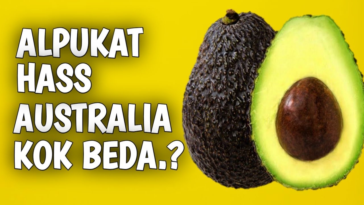 Review Alpukat Hass Australia - YouTube