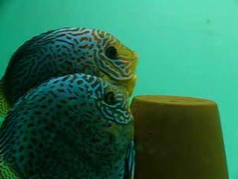 Discus fish deposition of eggs - YouTube