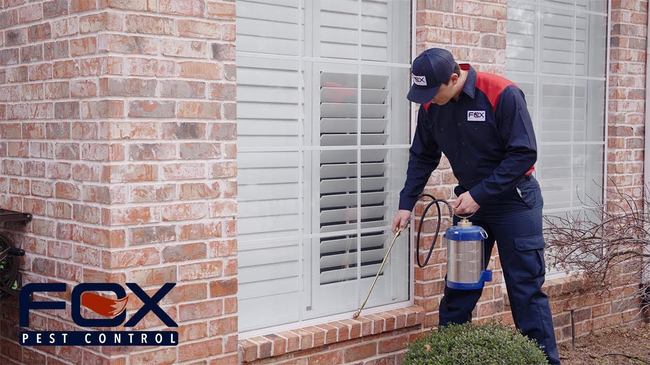 How To Get Rid Of Beetles | Fox Pest Control - YouTube