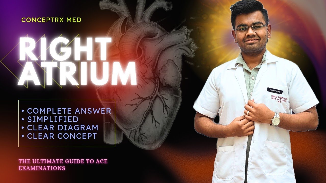 RIGHT ATRIUM ANATOMY – POSITION, INTERIOR, OPENINGS | COMPLETE ANSWER ...