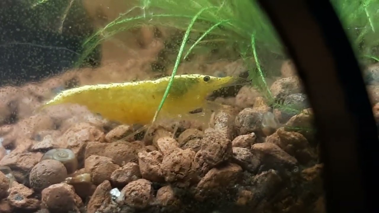 Yellow Fire Neon Shrimp Mother and Babie's 5 Kasım 2022 - YouTube