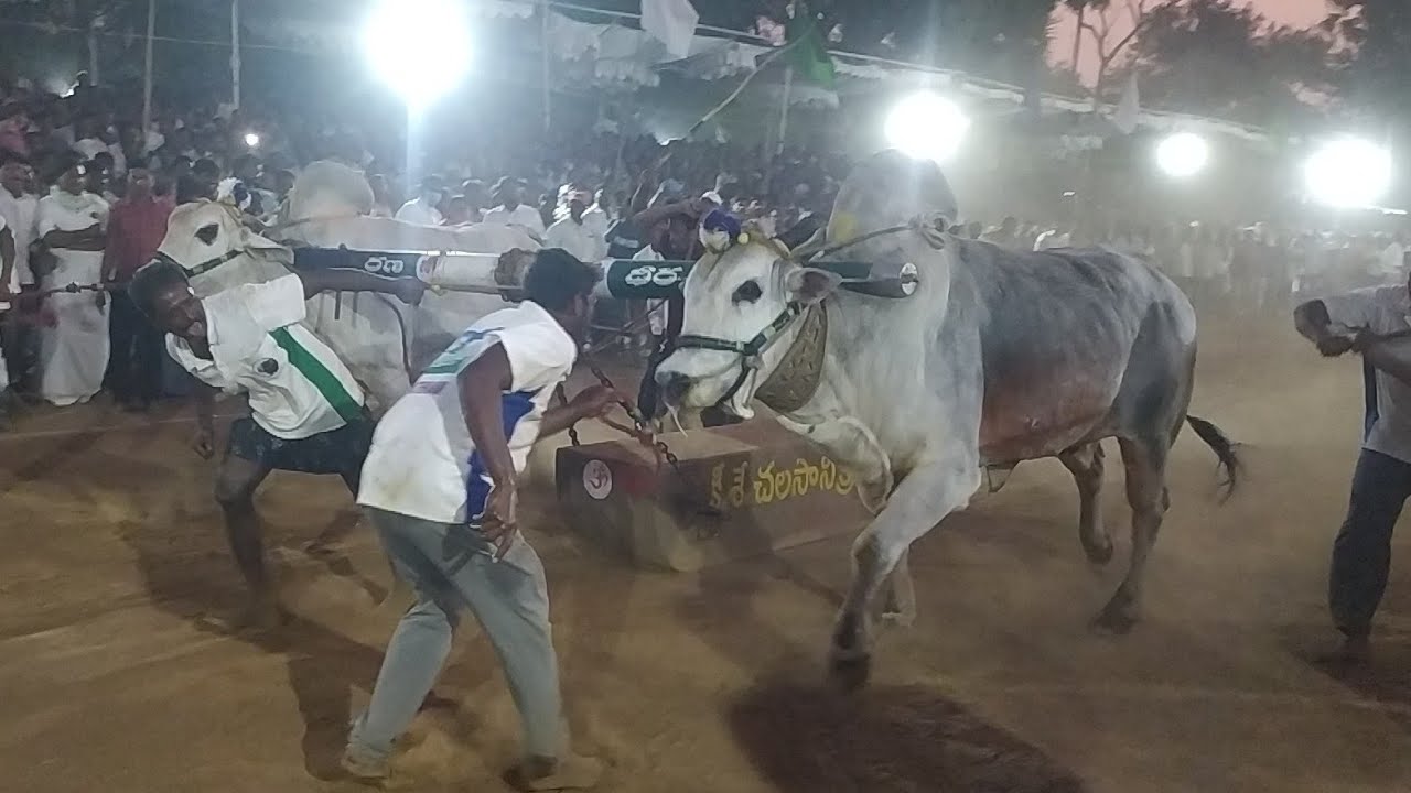 Last 1mint Video Dheera Bodhi Gitta Video 🔥🔥🔥🔥🎥🎥 DVR Memorial Bulls at ...