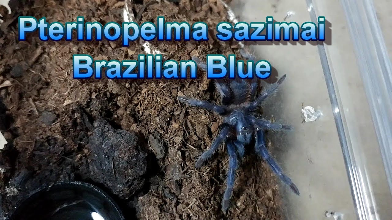 Pterinopelma sazimai, Brazilian Blue - YouTube