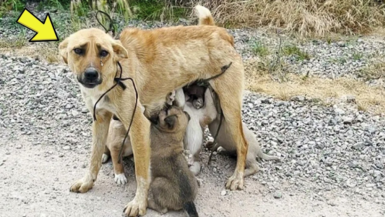 I Saw A Stray Dog With Puppies – When I Heard Familiar Crying, I Rushed ...