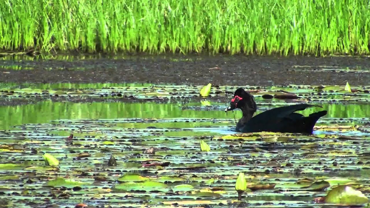 Birds of Peru: Muscovy duck (Cairina moschata) - Pato - YouTube
