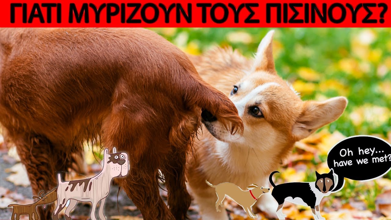 Η ΠΙΟ ΠΕΡΙΕΡΓΗ ΣΥΜΠΕΡΙΦΟΡΑ. 18 λόγοι γιατί οι σκύλοι μυρίζουν τους ...