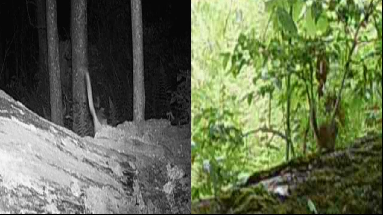 Creature From The Deep Woods - YouTube